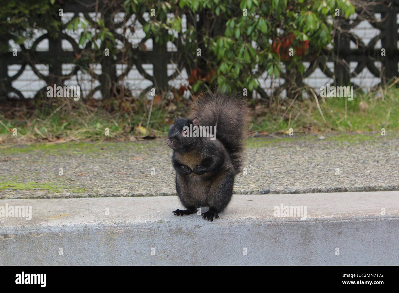 Black squirrel in Vancouver, BC Canada Stock Photo - Alamy
