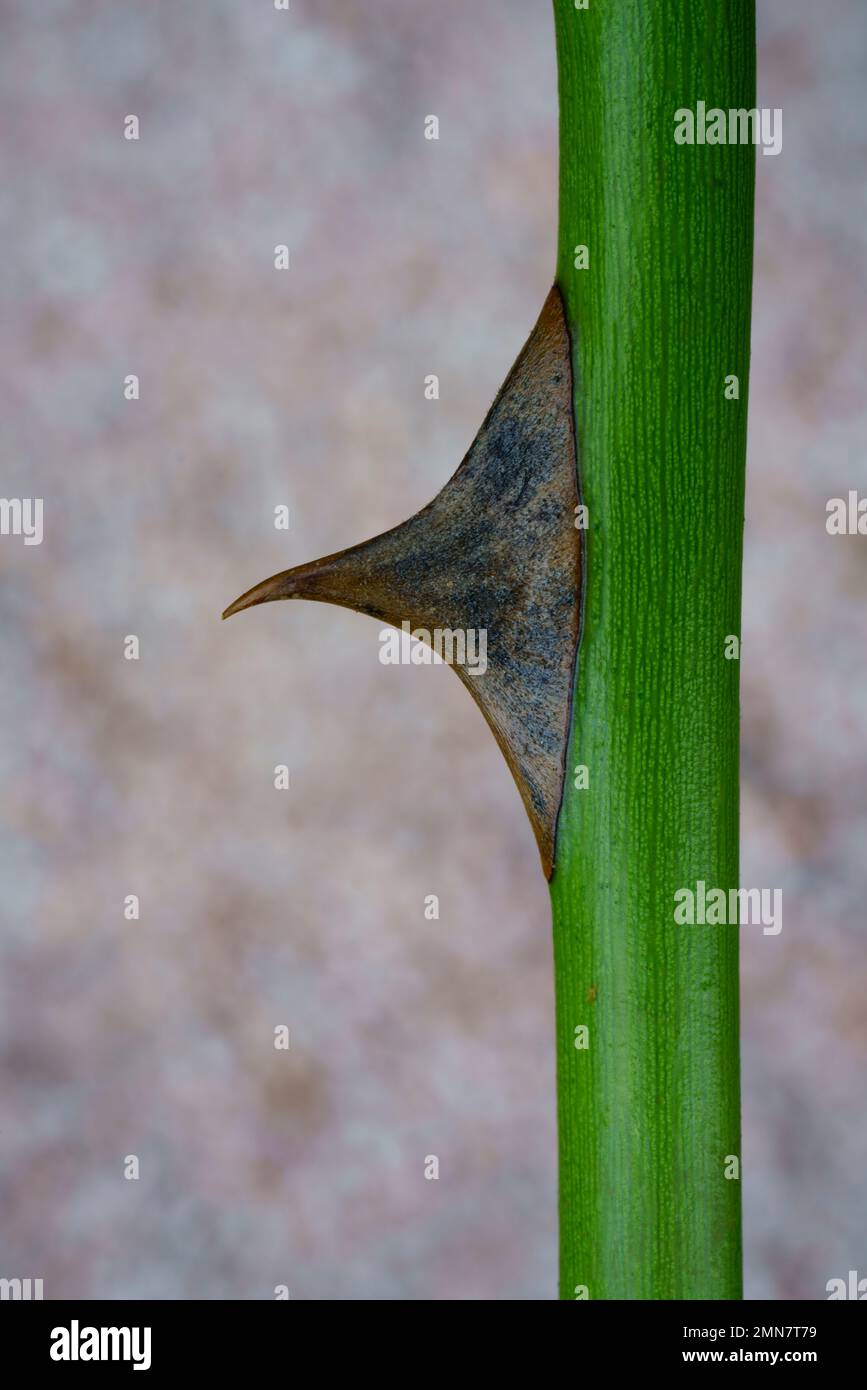Single rose hi-res stock photography and images - Alamy