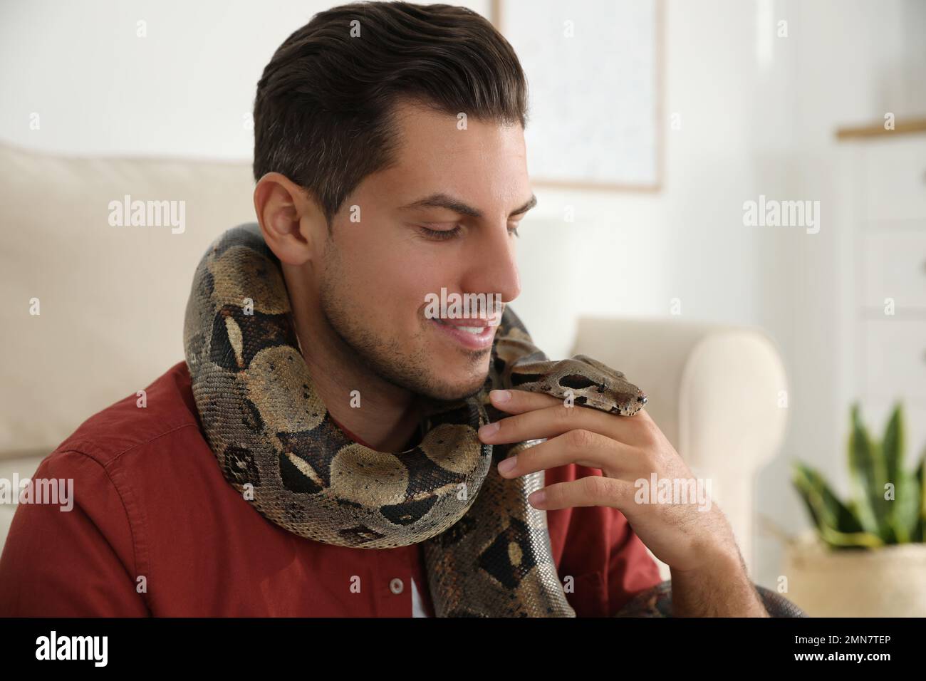 Man with his boa constrictor at home. Exotic pet Stock Photo - Alamy