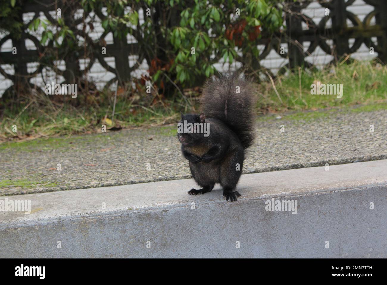 Black squirrel in Vancouver, BC Canada Stock Photo - Alamy