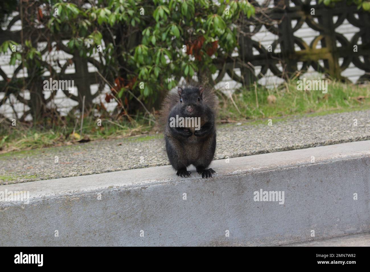 Black squirrel in Vancouver, BC Canada Stock Photo - Alamy