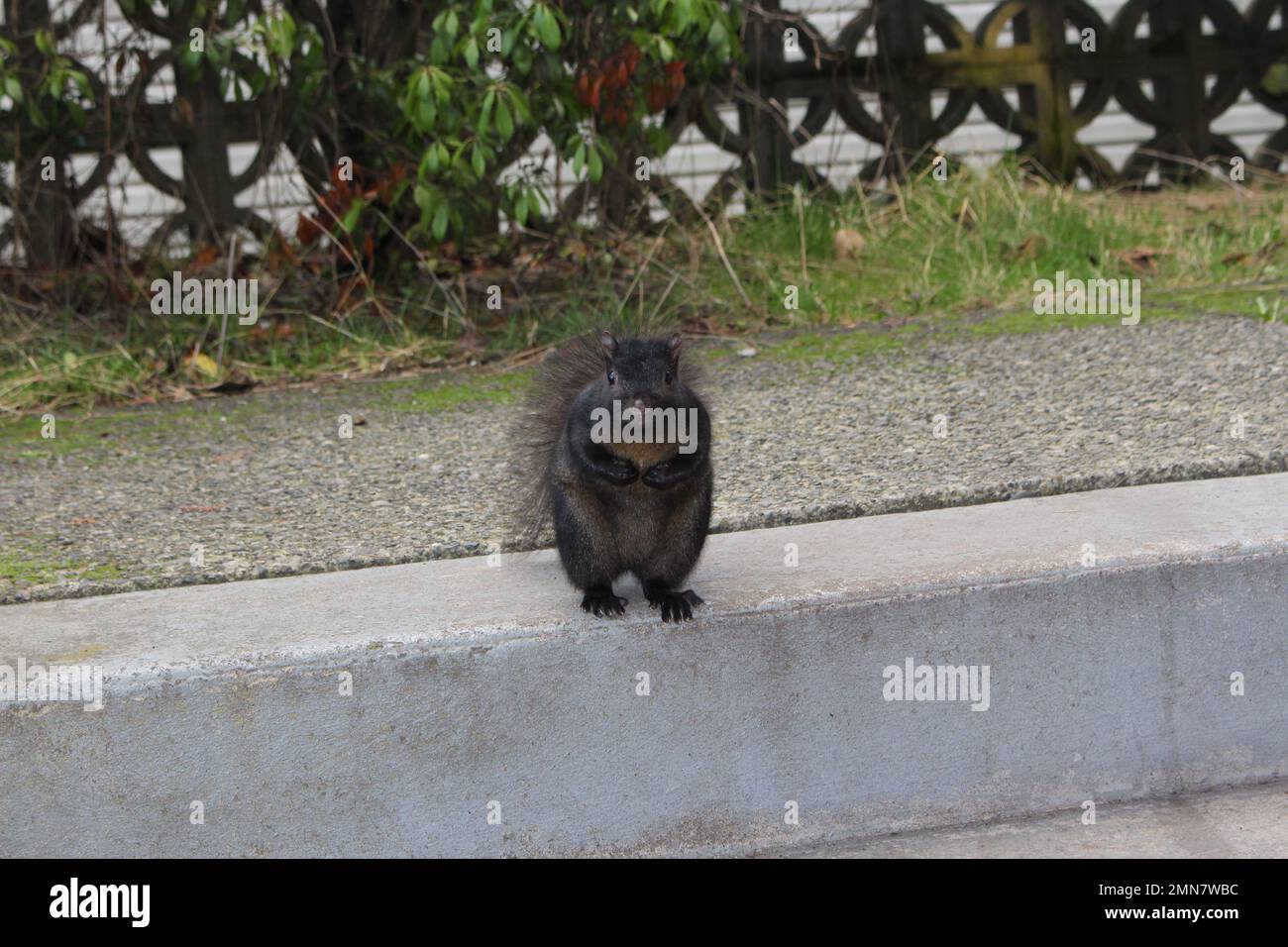 Black squirrel in Vancouver, BC Canada Stock Photo - Alamy