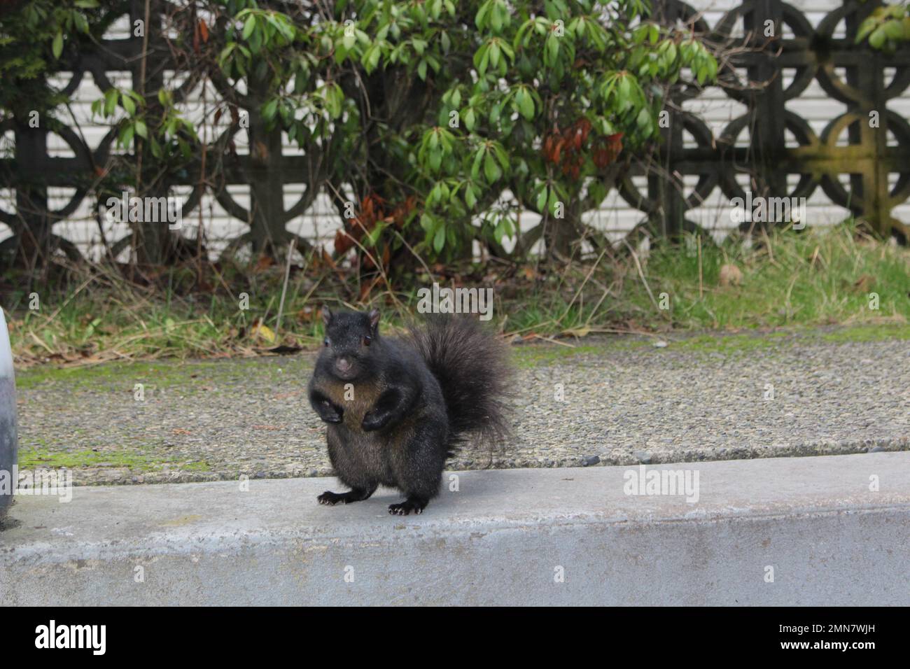 Black squirrel in Vancouver, BC Canada Stock Photo - Alamy