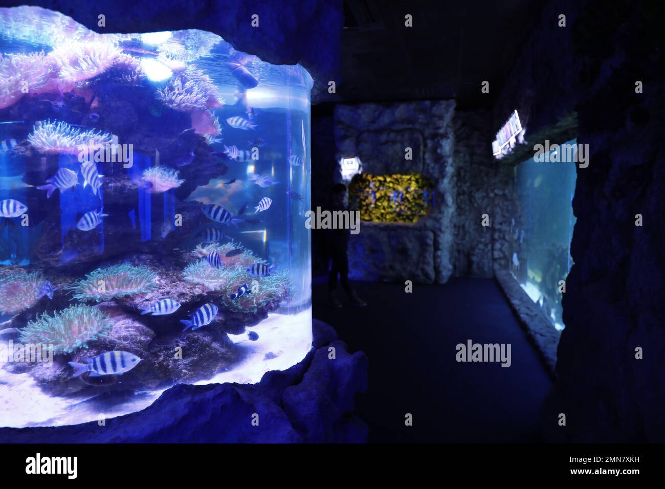 Aquarium with sergeant major fish in oceanarium Stock Photo - Alamy