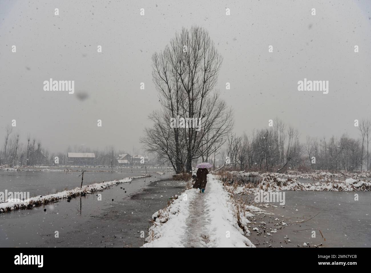 Srinagar, India. 30th Jan, 2023. A man with an umbrella walk along a ...