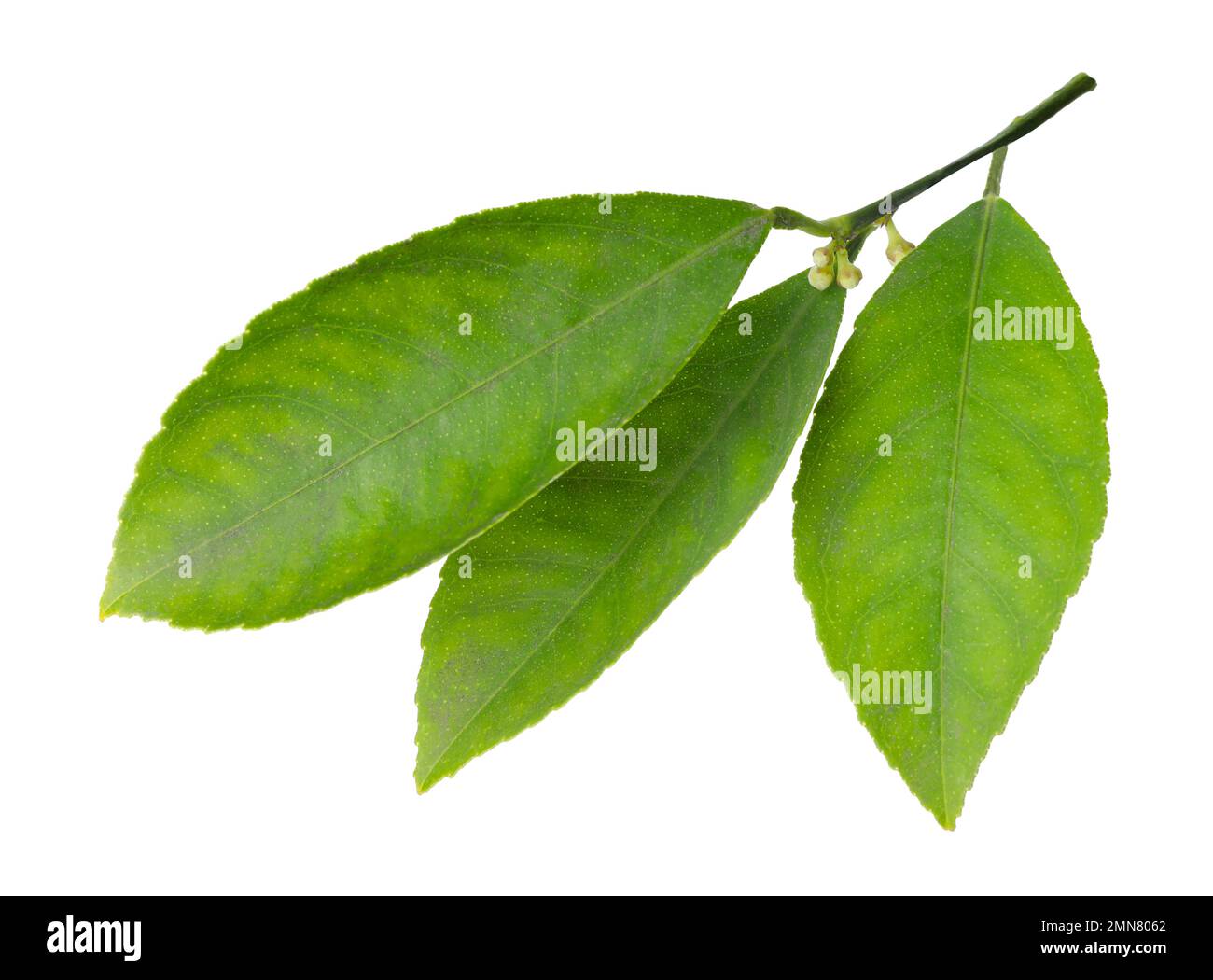 Fresh twig with green citrus leaves isolated on white Stock Photo - Alamy