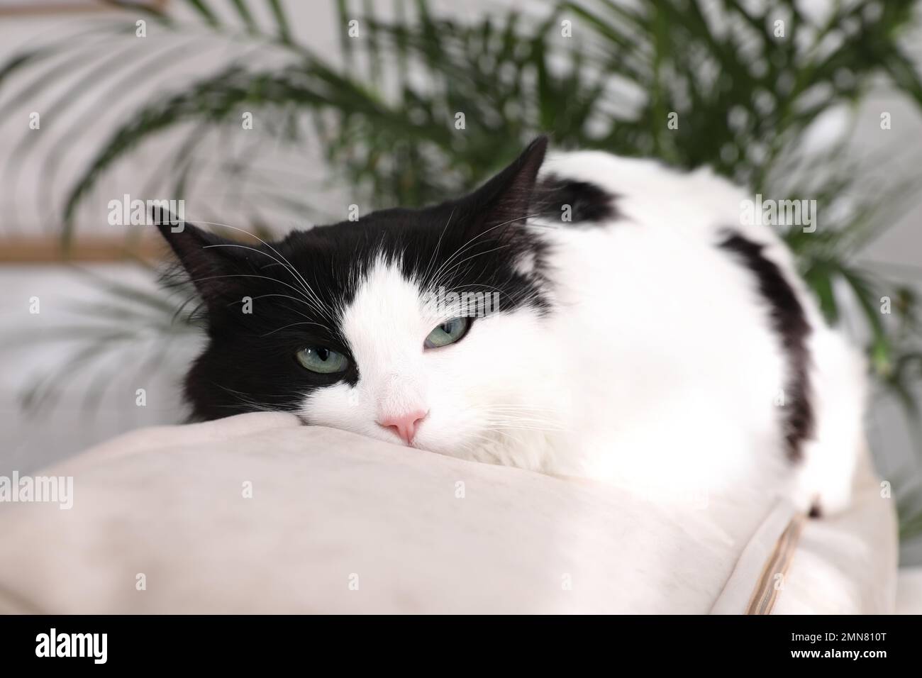Cute cat on sofa indoors. Domestic pet Stock Photo - Alamy