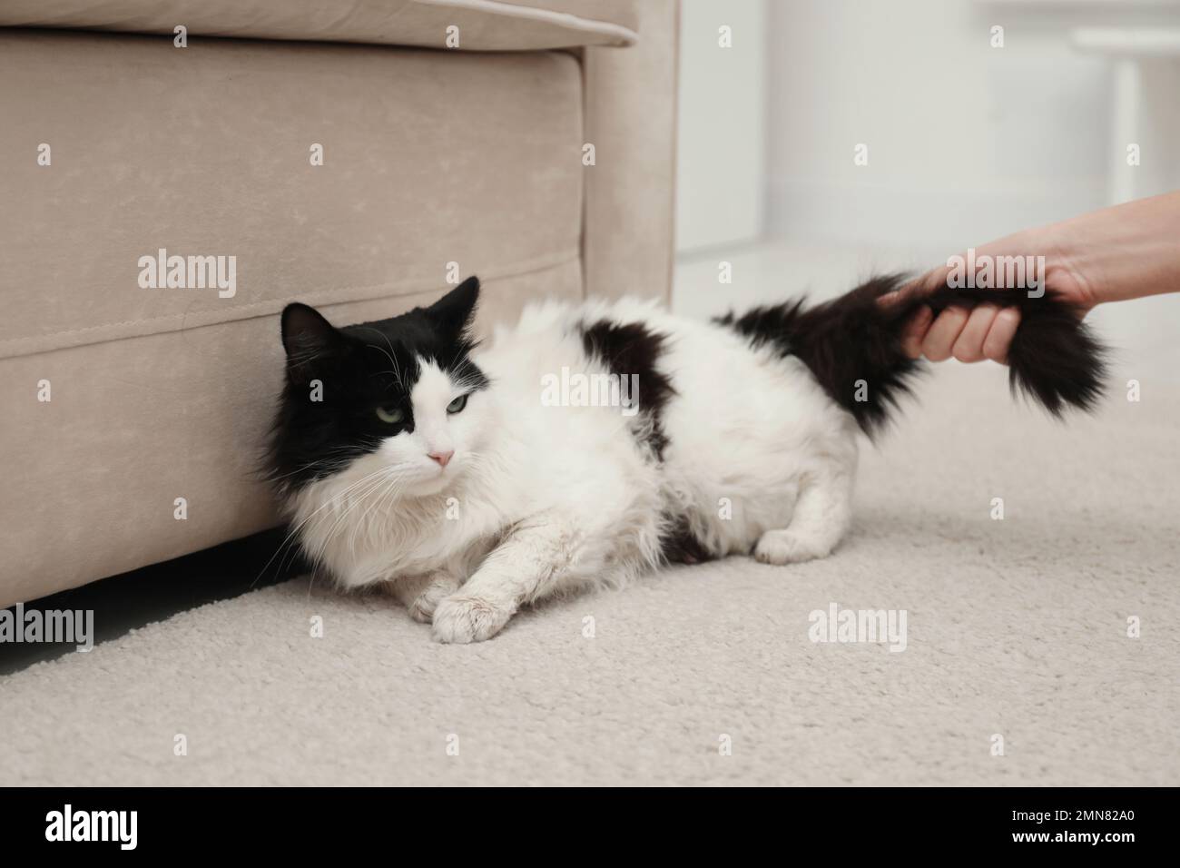 Woman hurting cat at home, closeup of hand. Domestic violence against ...