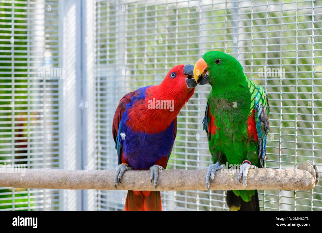 red and green Sun Conure parrot bird kissing on the perch, pet and ...