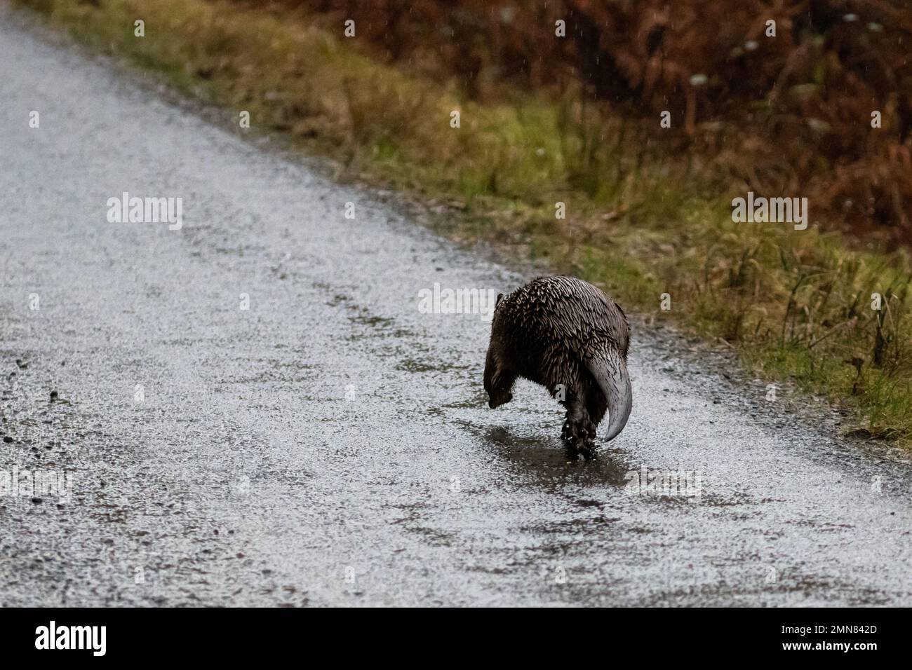 4 January 2023: UK wildlife - Otter (lutra lutra) on land putting ...