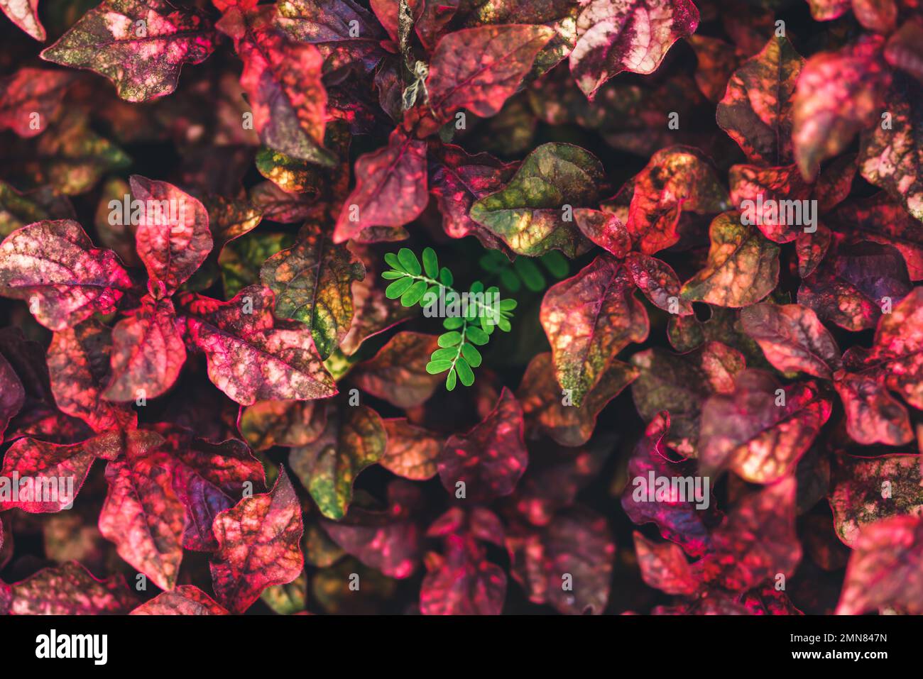 Closeup of young green tree with red leaves in dark tones as natue ...