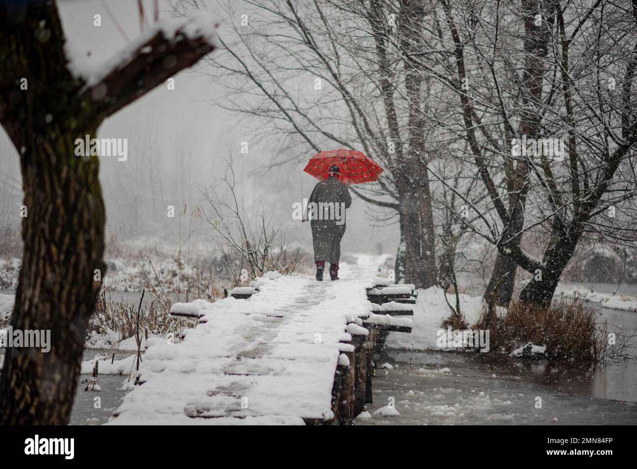 Srinagar, India. 30th Jan, 2023. A man with an umbrella walk along a ...