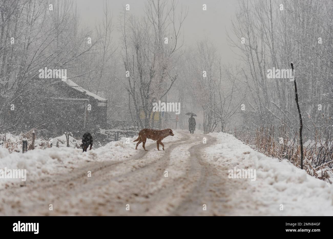 Srinagar, India. 30th Jan, 2023. A man with an umbrella walks along a ...