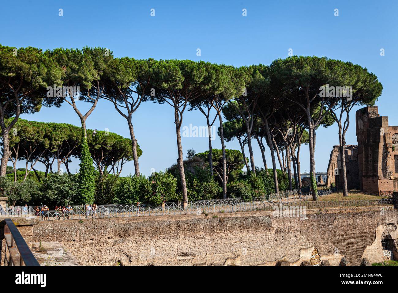 Trees rome hi-res stock photography and images - Alamy
