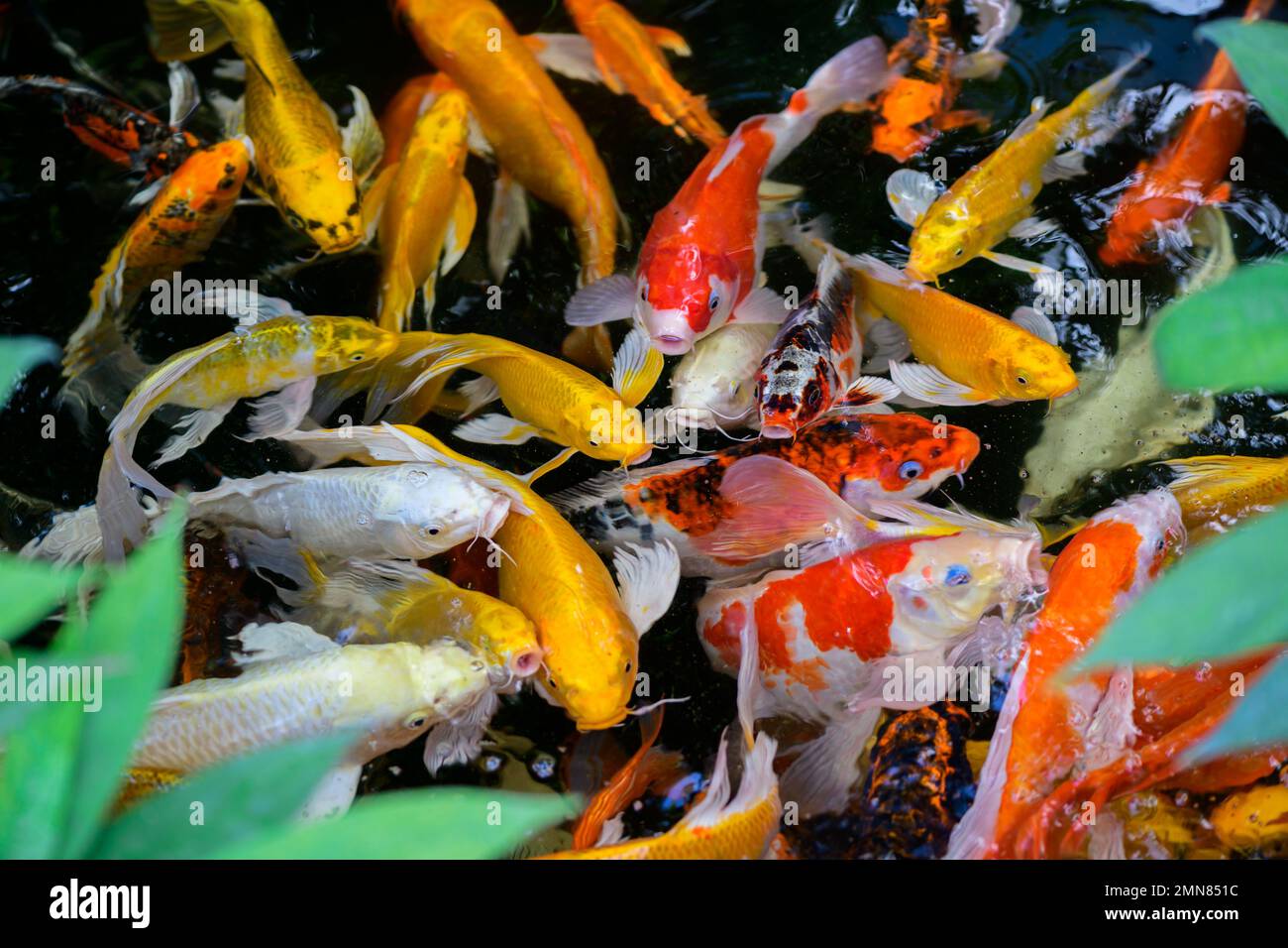 Koi carp varieties hi-res stock photography and images - Alamy