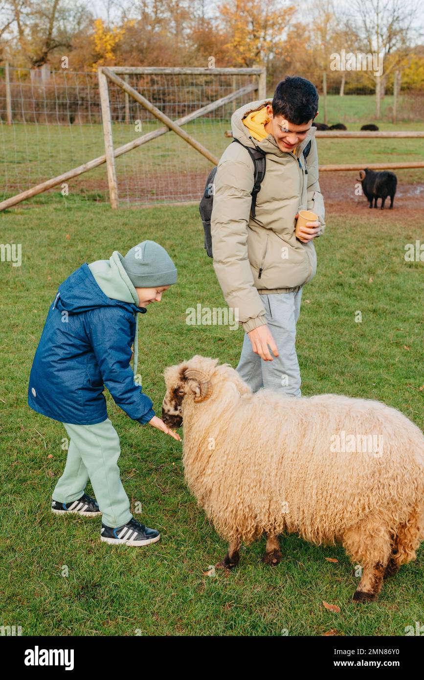 Little caucasian boy feeding ram in a farm. Ram eating grains of cereal ...