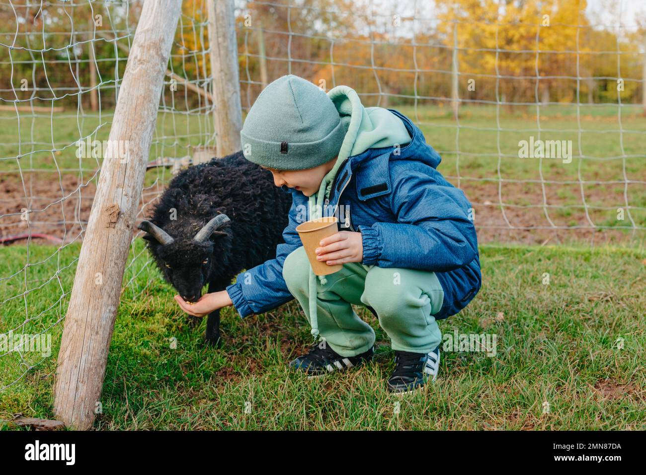 Little caucasian boy feeding ram in a farm. Ram eating grains of cereal ...