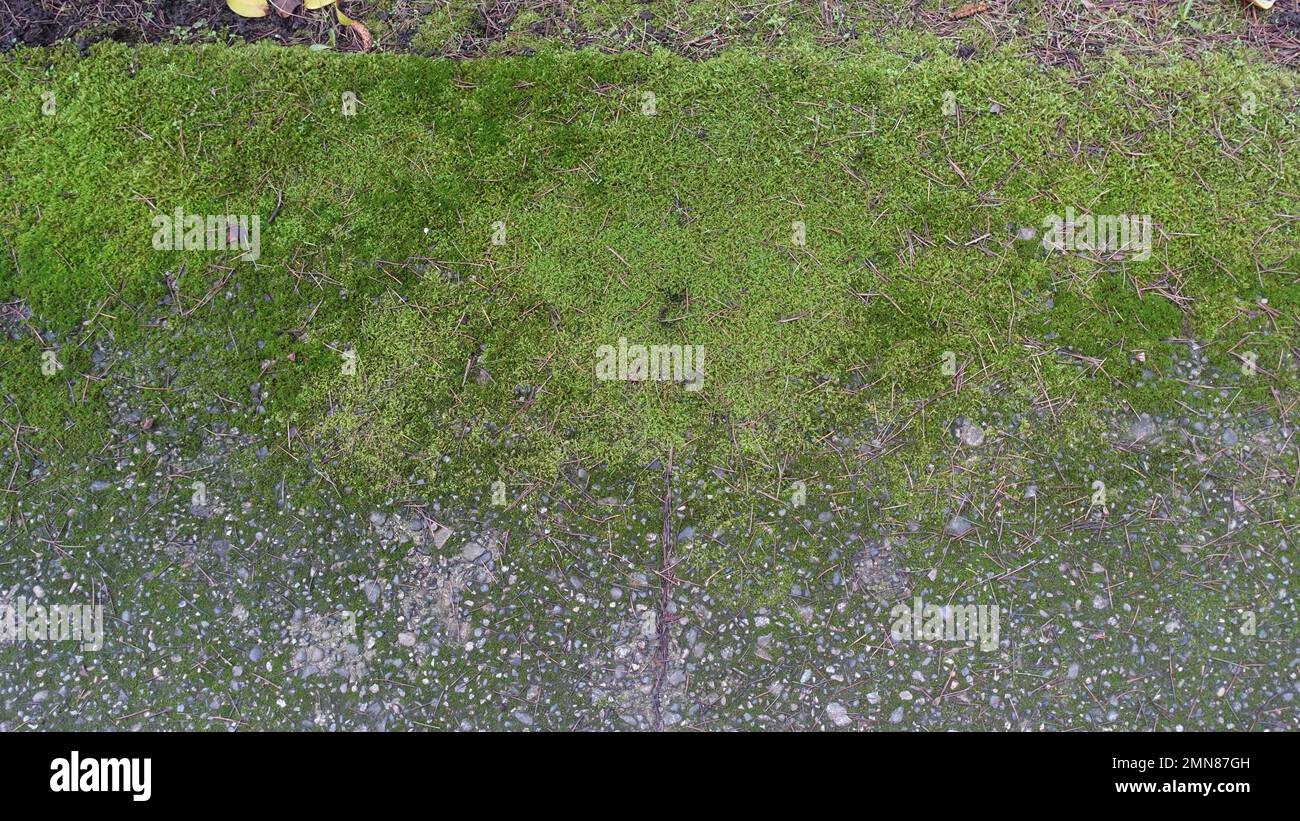 Green mossy ground Stock Photo - Alamy