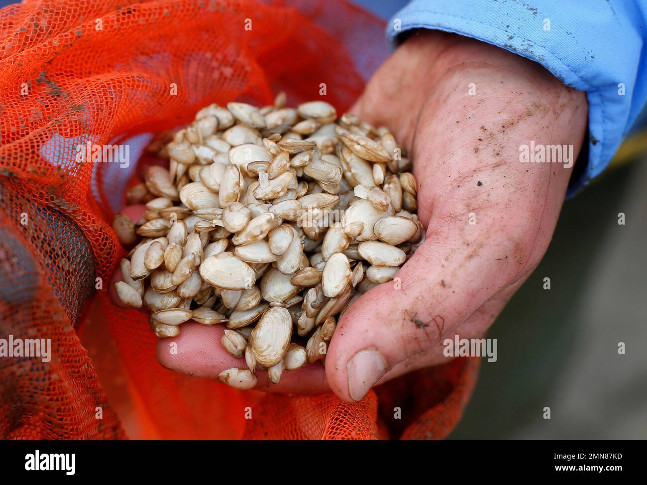 In this Monday, May 28, 2018 photo young clams are removed from a net ...