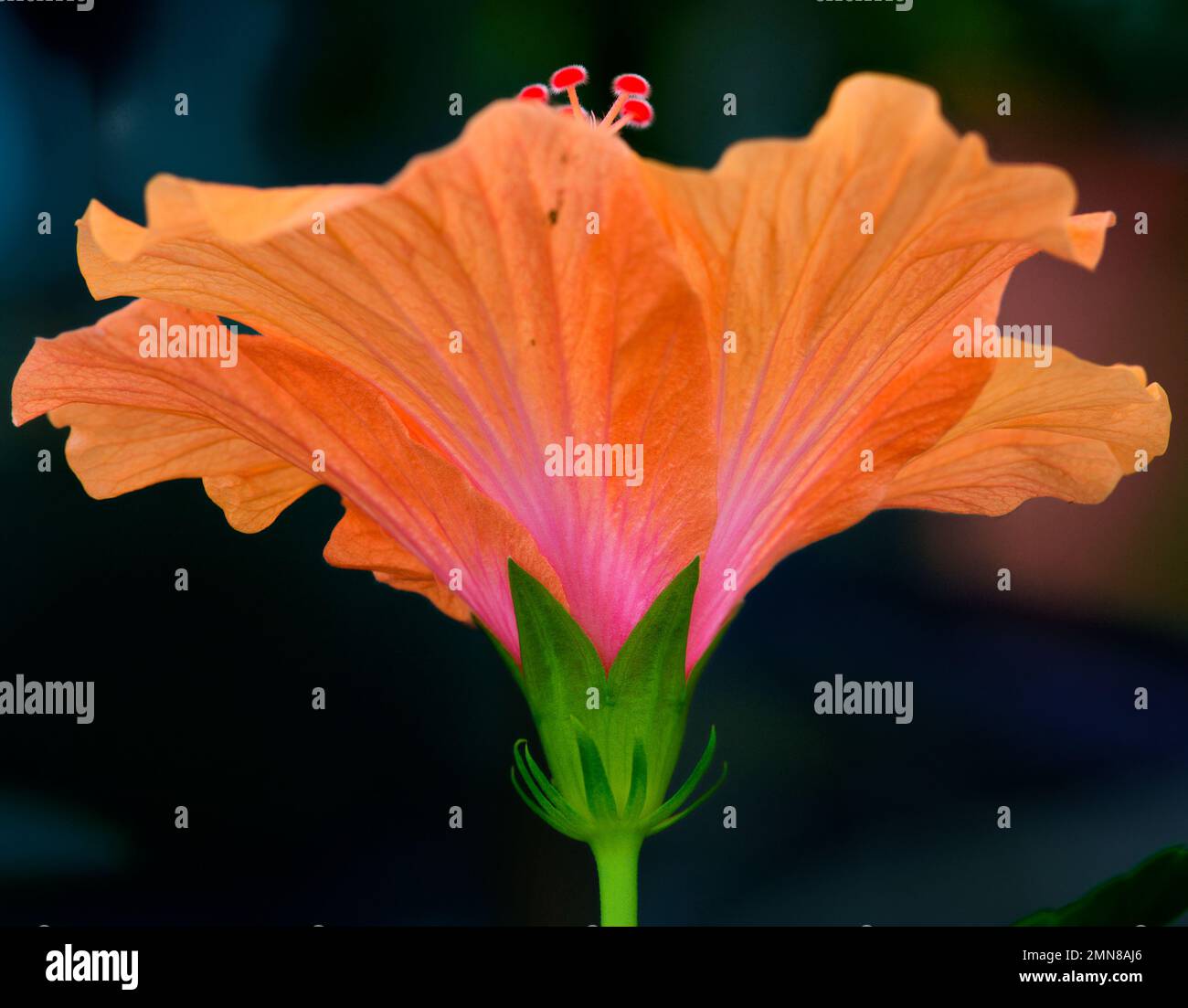 Pictured from the back hi-res stock photography and images - Alamy