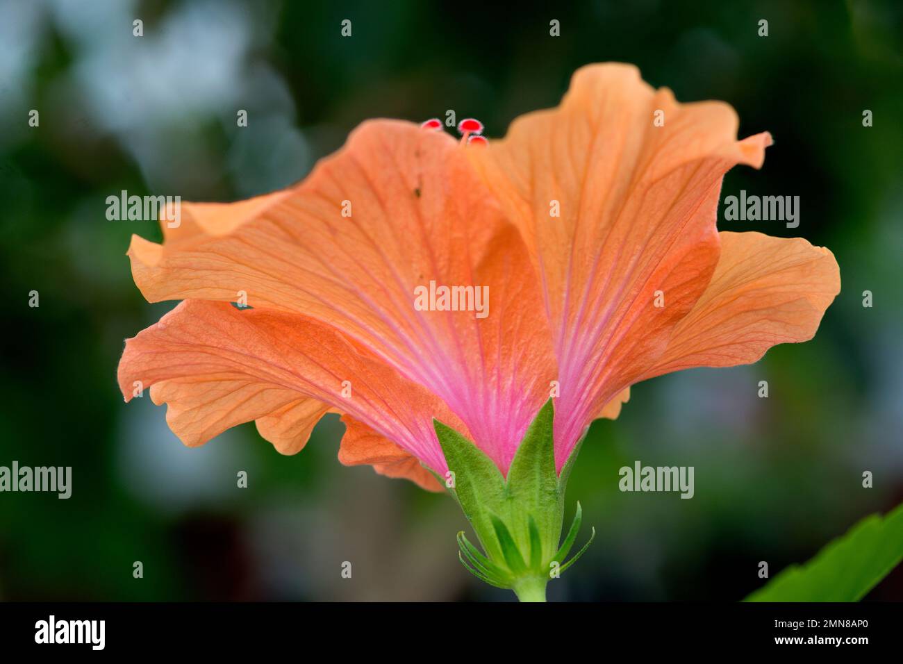 Orange Hibiscus Bloom pictured from the back Stock Photo - Alamy