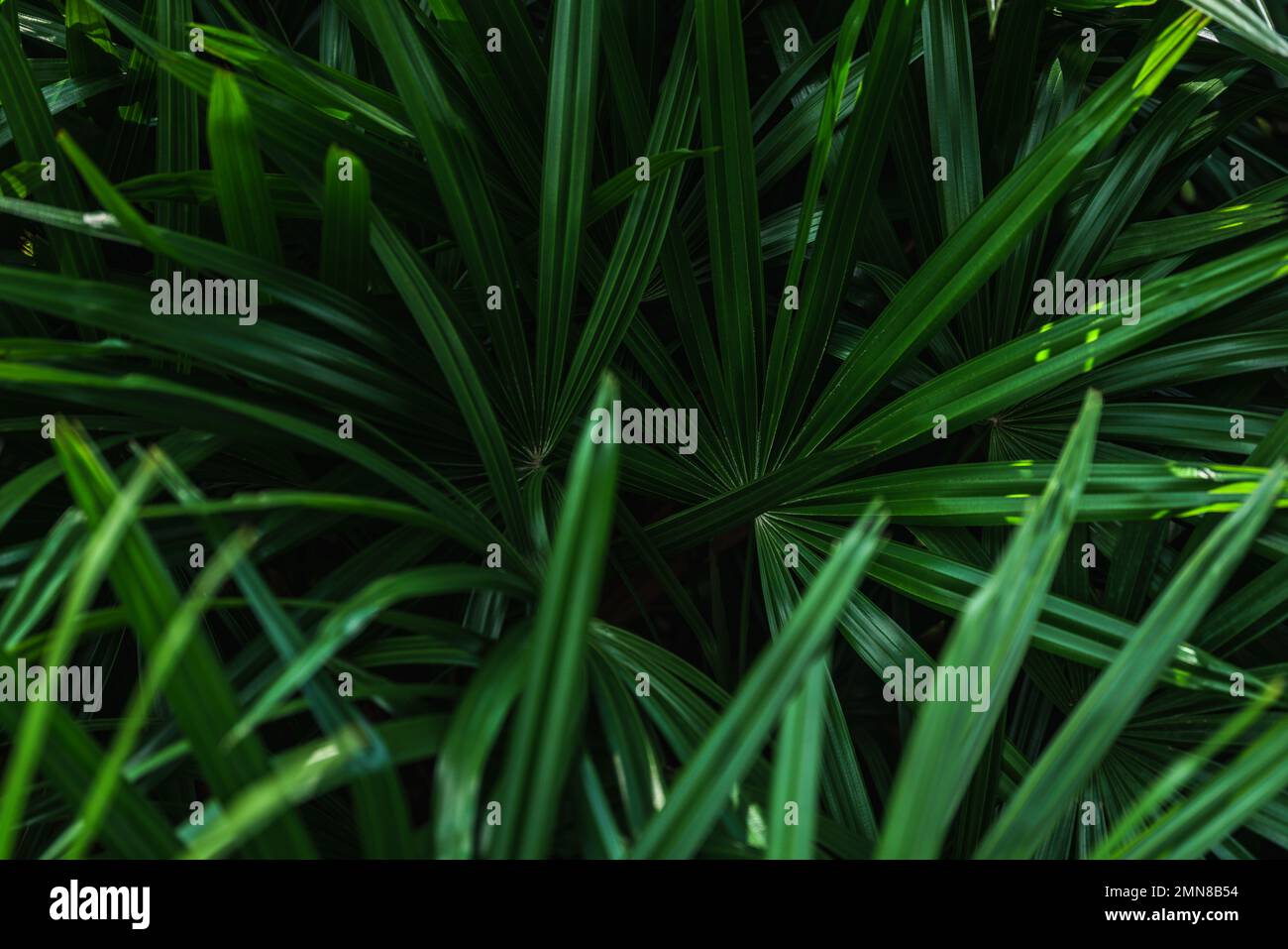 Closeup of green leaves in dark tones as natue background using as ...