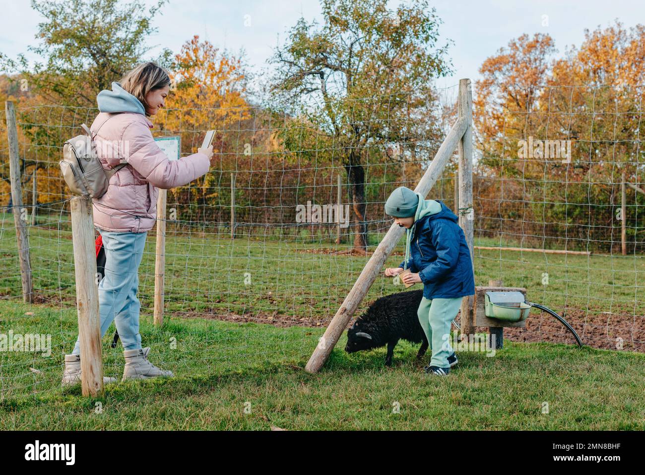 Little caucasian boy feeding ram in a farm. Ram eating grains of cereal ...
