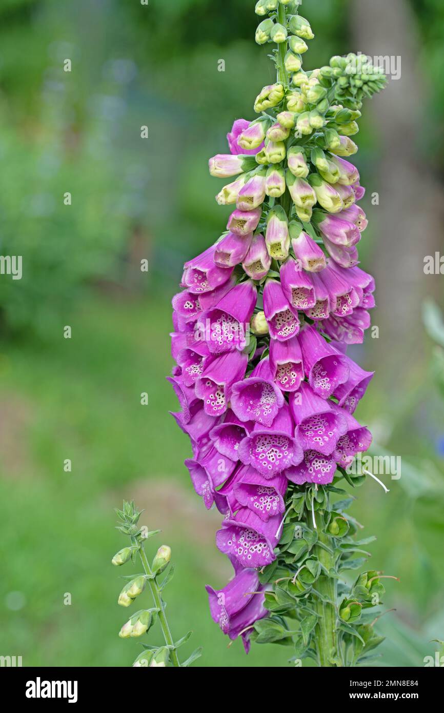 Flowering red foxglove, Digitalis purpurea, in the forest Stock Photo ...