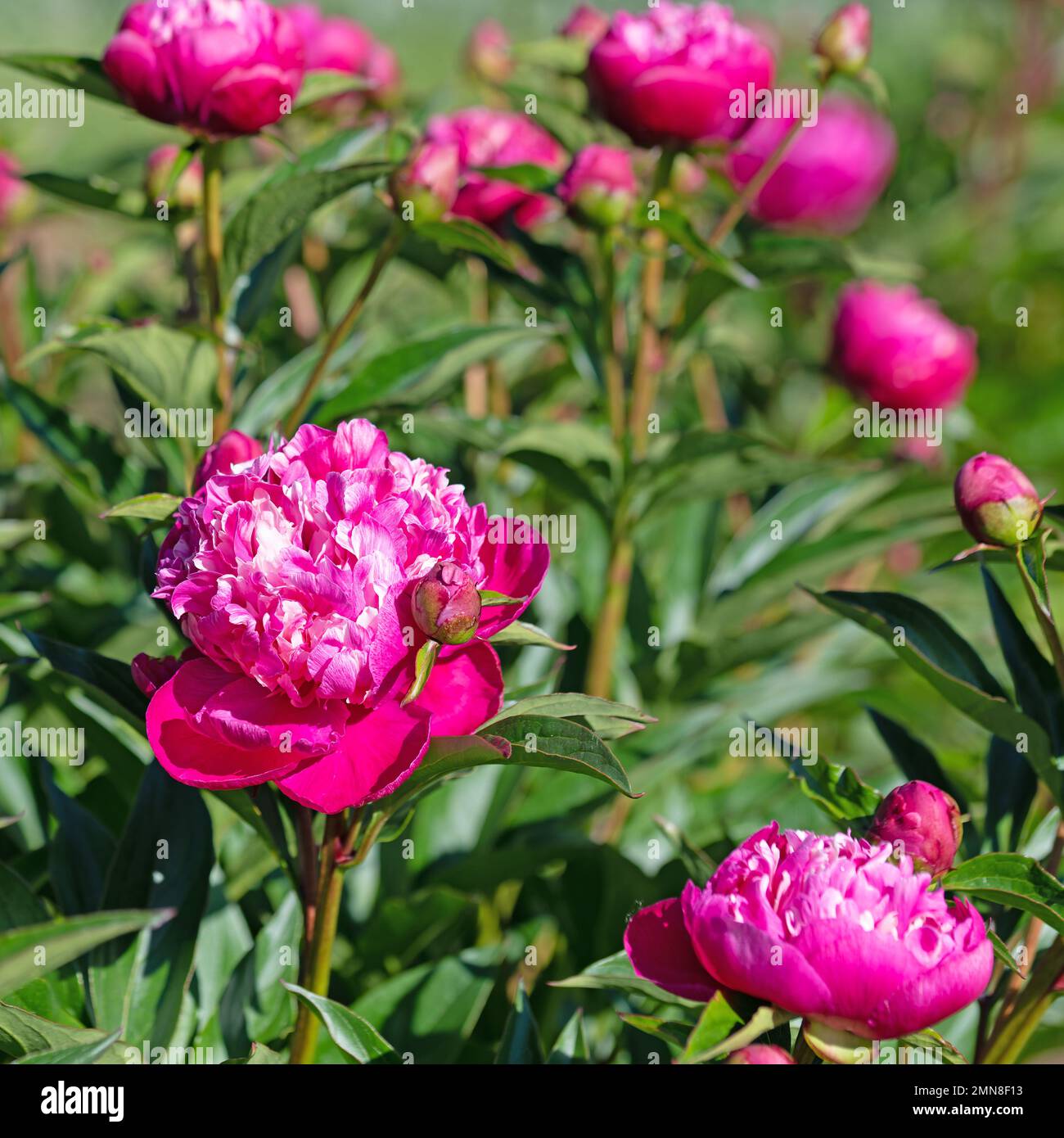 Red peonies hi-res stock photography and images - Alamy