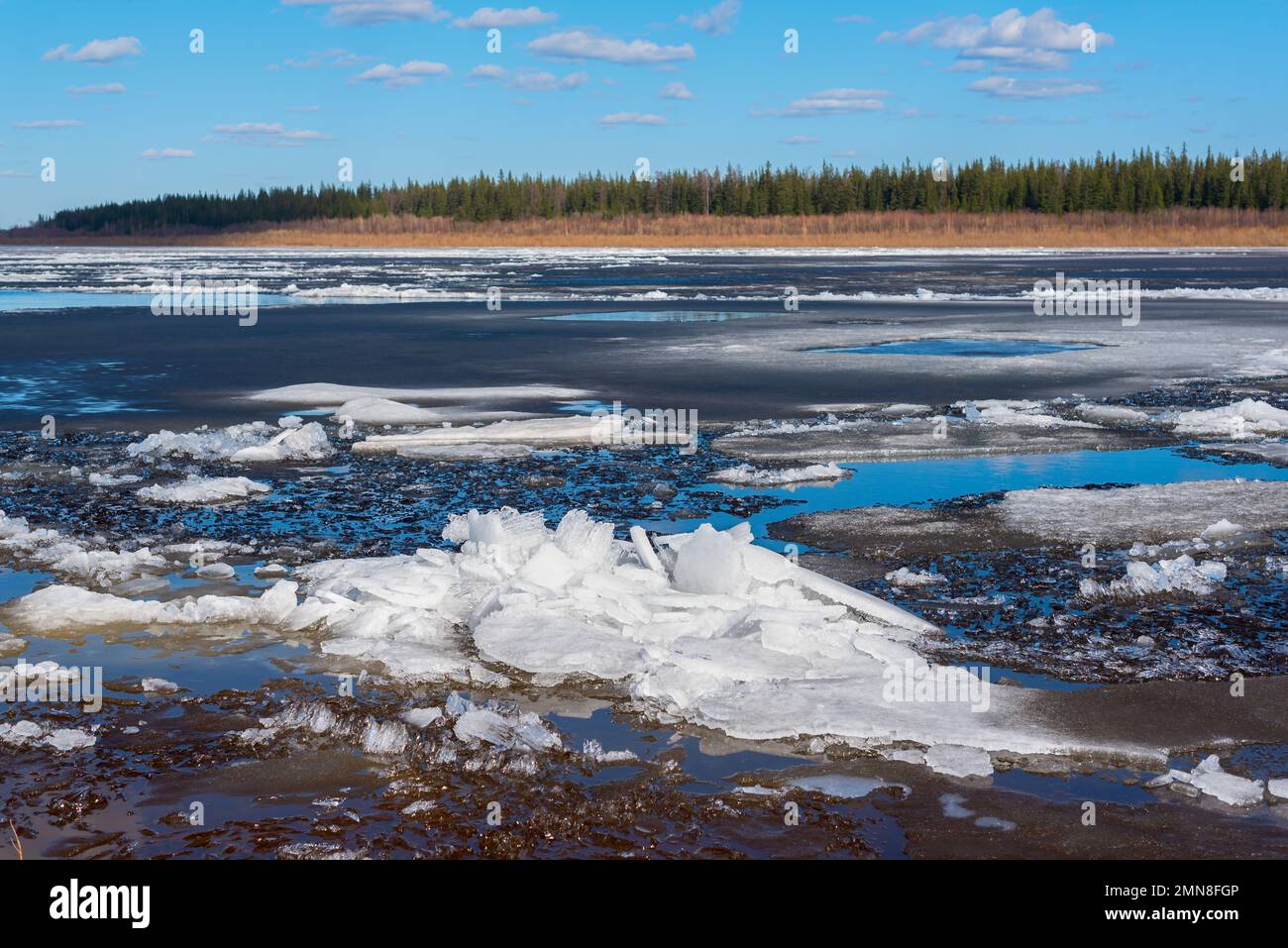 The last ice floes are melting in shallow water. Ice drift on the spring river in Yakutia Vilyui ...