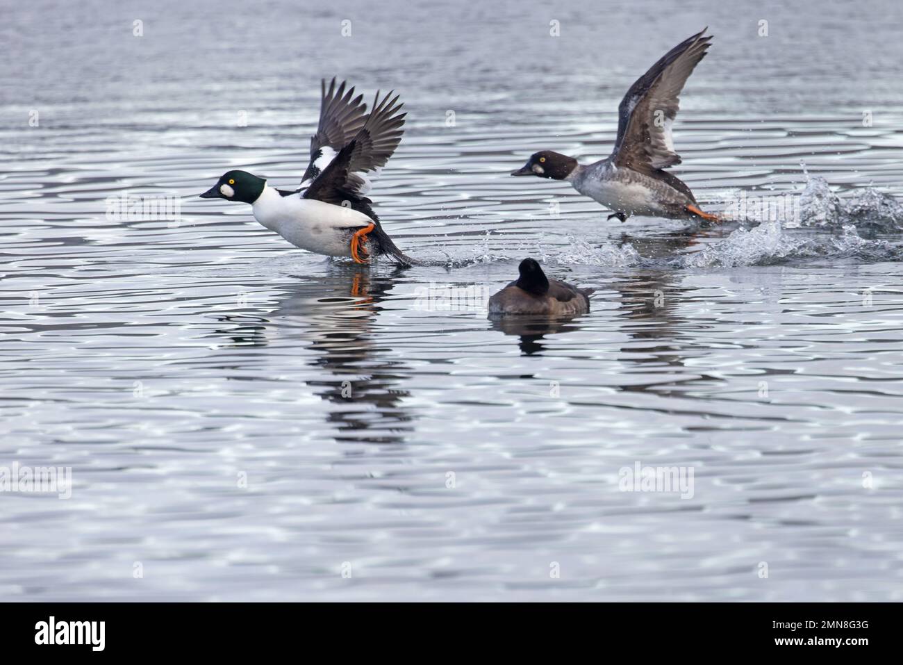 Immature male drake drakes hi-res stock photography and images - Alamy