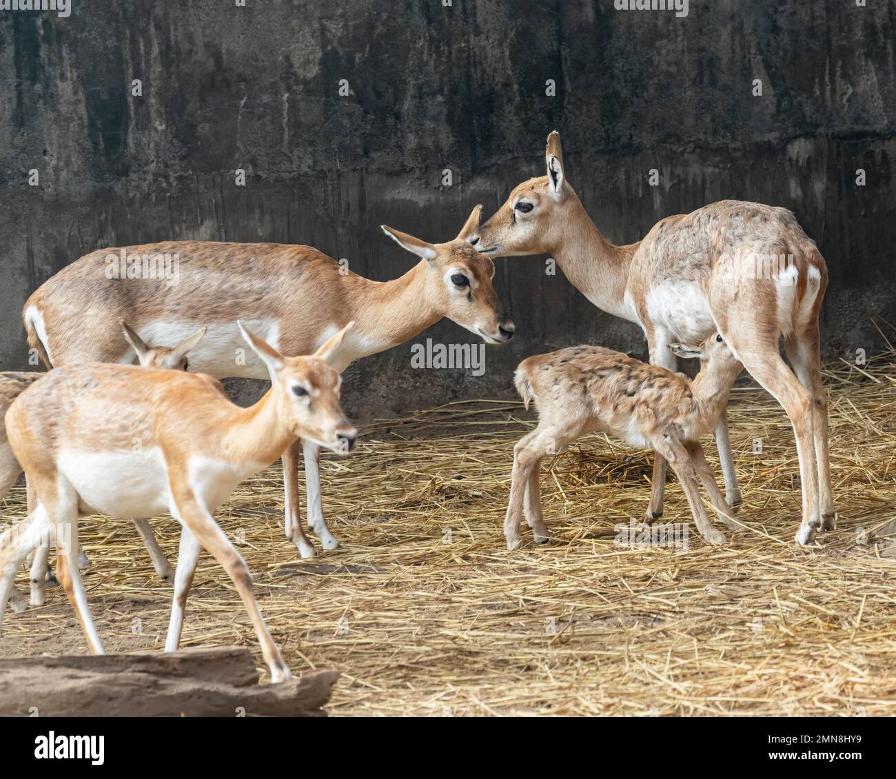 A buck and its family on dry grass Stock Photo - Alamy