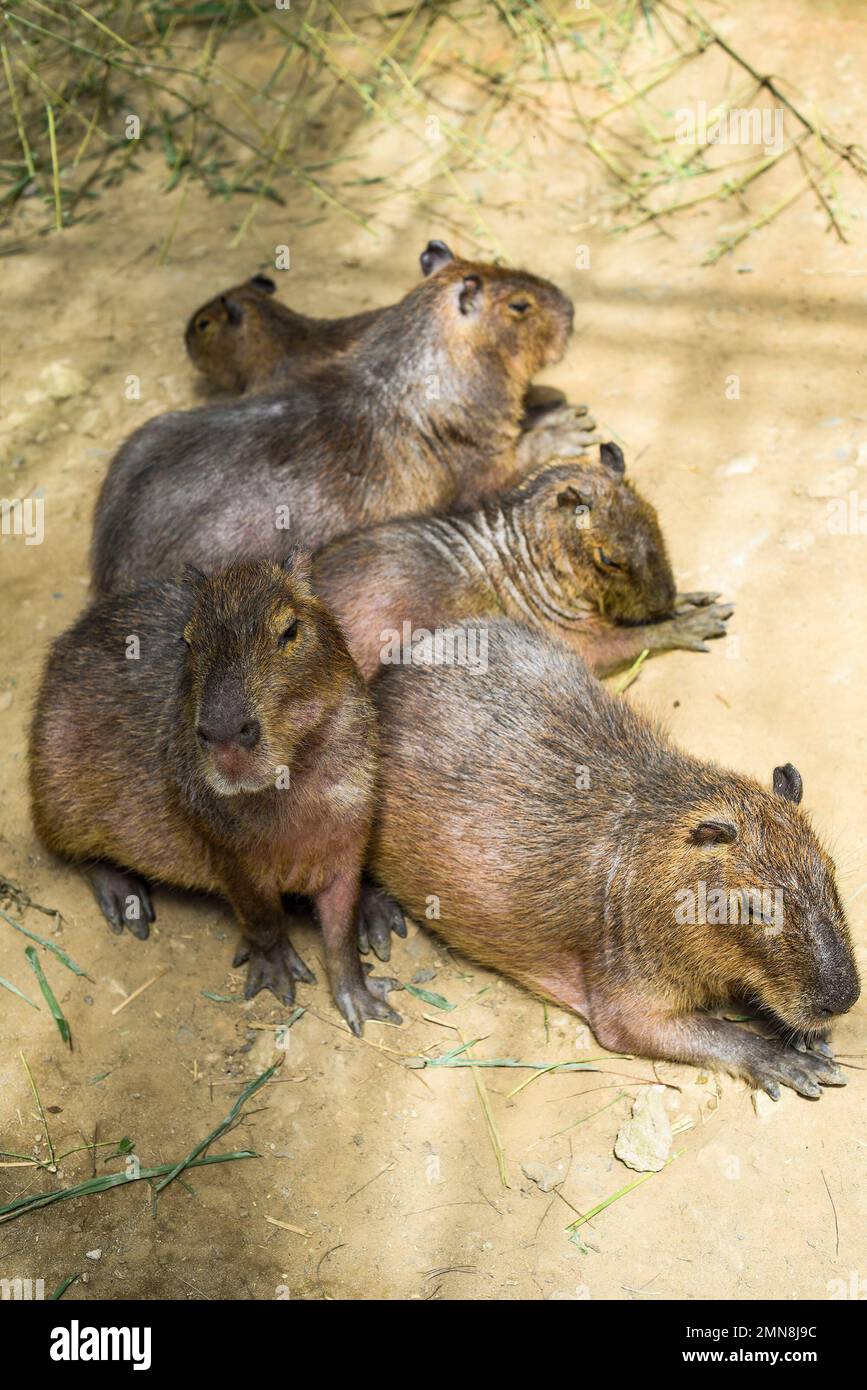 Family of capybara laying together in zoo in Vietnam Stock Photo - Alamy