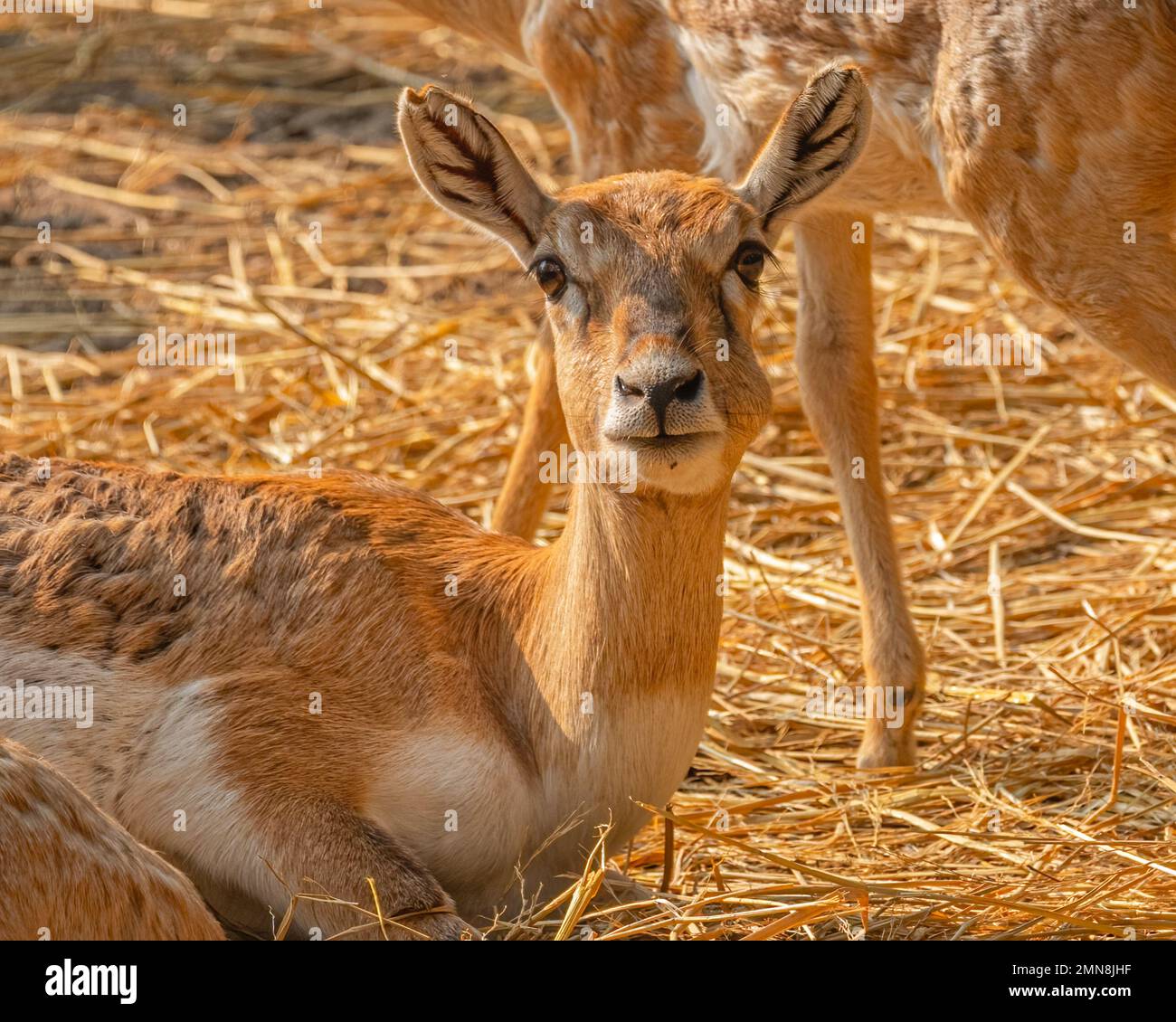 Female buck hi-res stock photography and images - Alamy