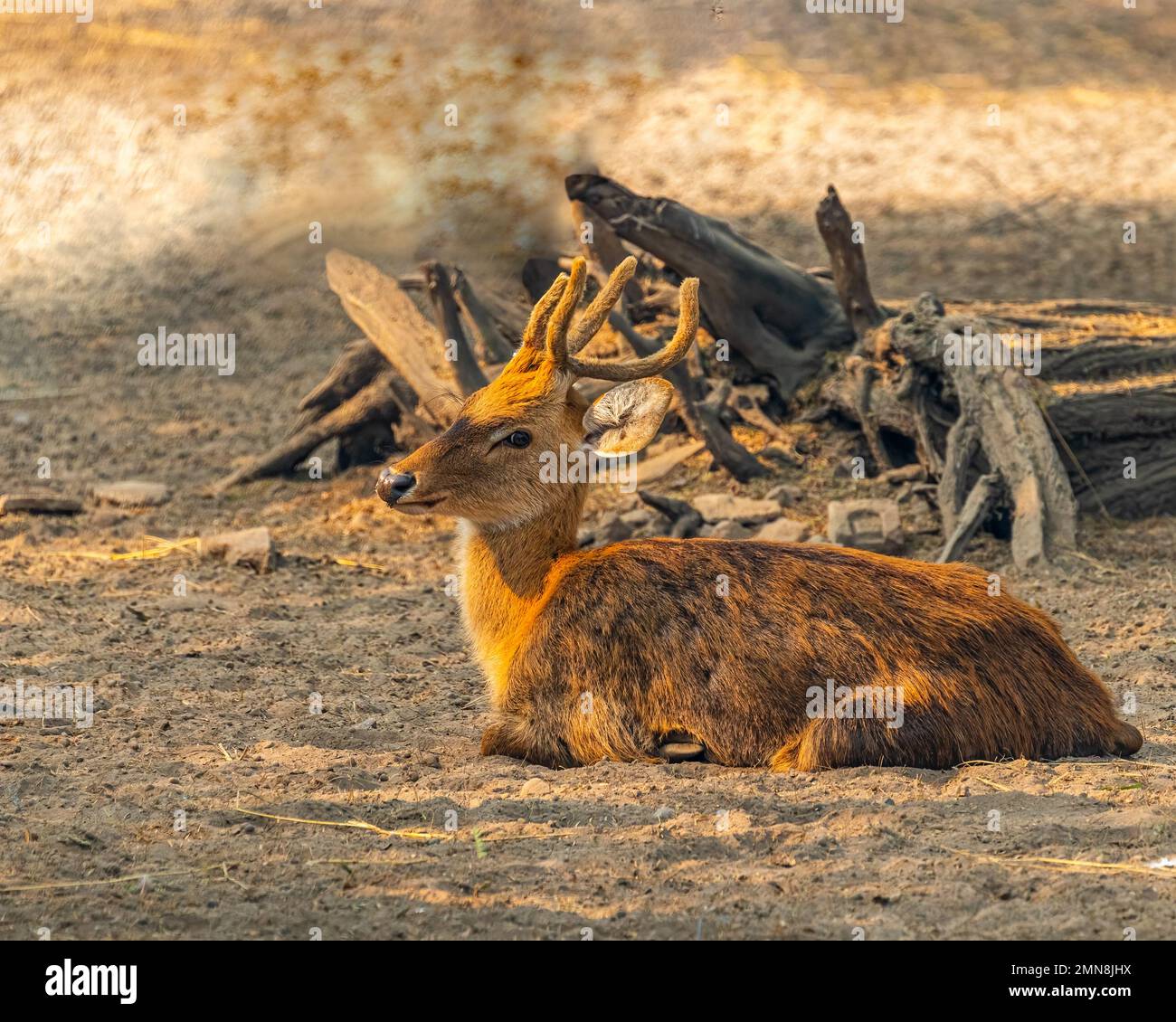 White tail deer 1 hi-res stock photography and images - Alamy