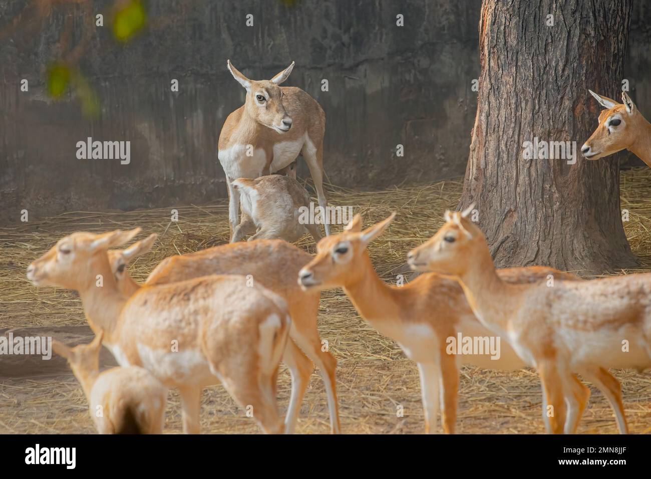 A female buck feeding its baby others looking aside Stock Photo - Alamy