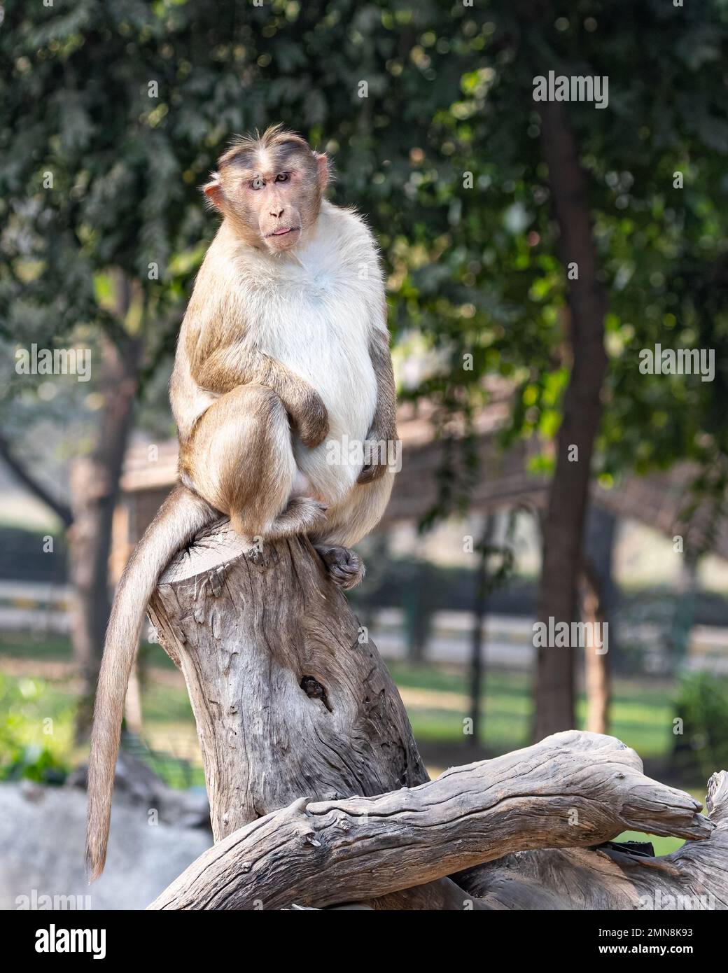 A monkey sitting on a wooden log Stock Photo - Alamy