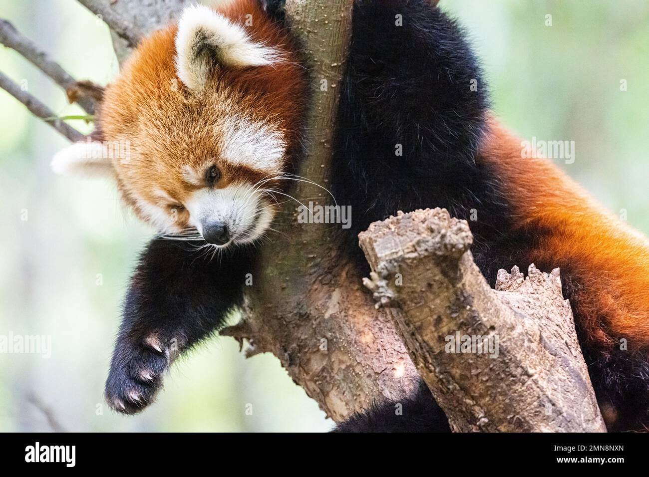 Red panda (Ailurus fulgens refulgens) up in a tree at Zoo Atlanta near downtown Atlanta, Georgia ...