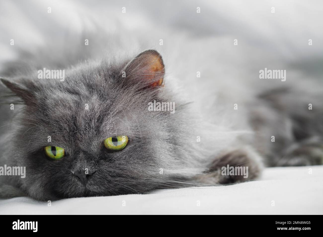 Gray Persian Cat With Amber Eyes