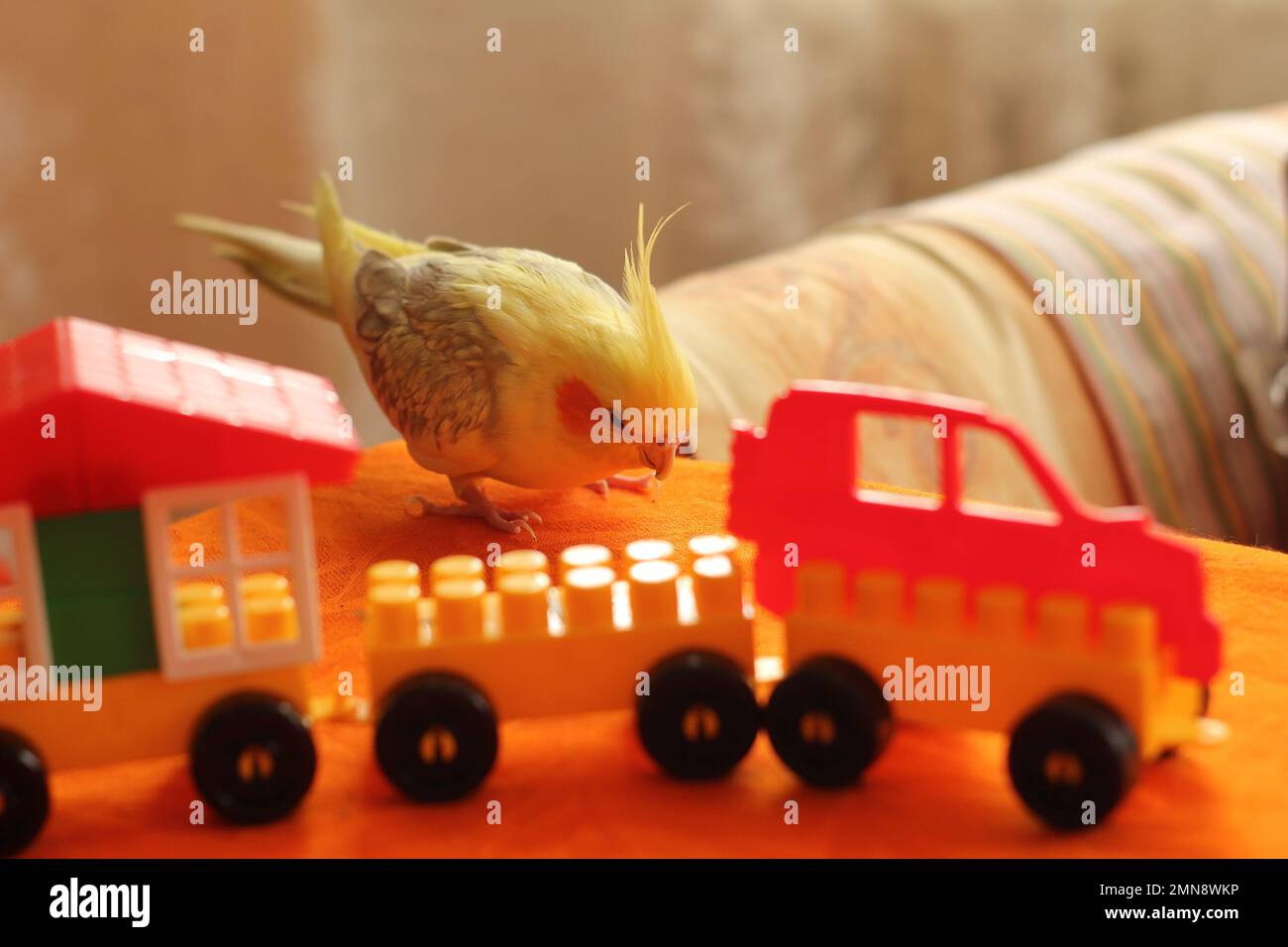 Plastic parrot hi-res stock photography and images - Alamy