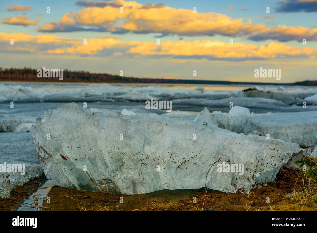 The last ice floes are melting on the spring banks of the northern ...