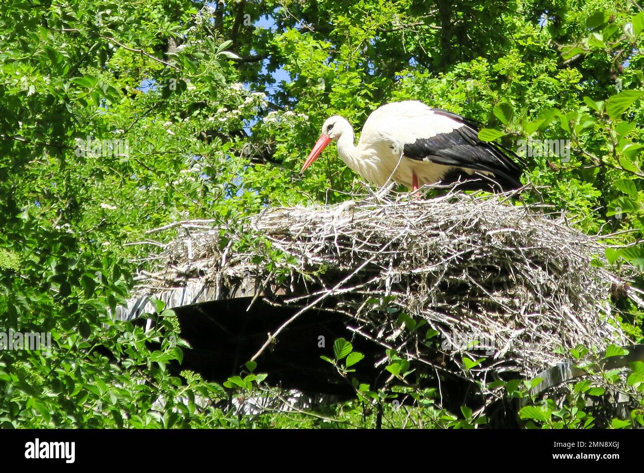 White and black stork in its nest height tree Stock Photo - Alamy