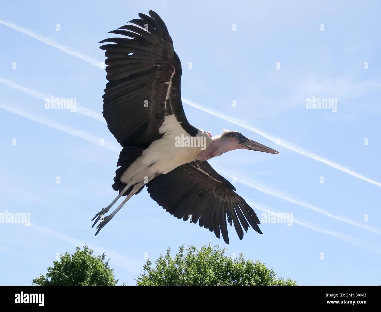marabout bird of Africa takes flight Stock Photo - Alamy