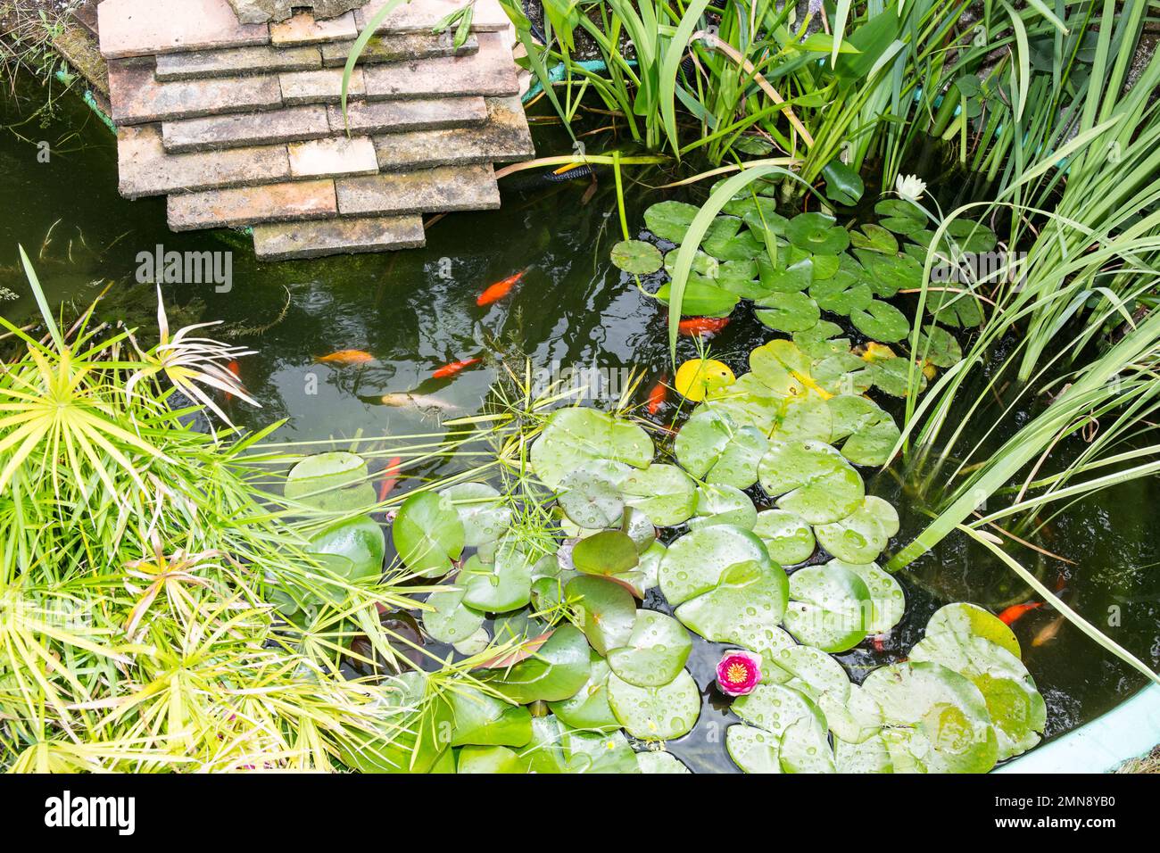 Red fish in water with water lilies Stock Photo - Alamy