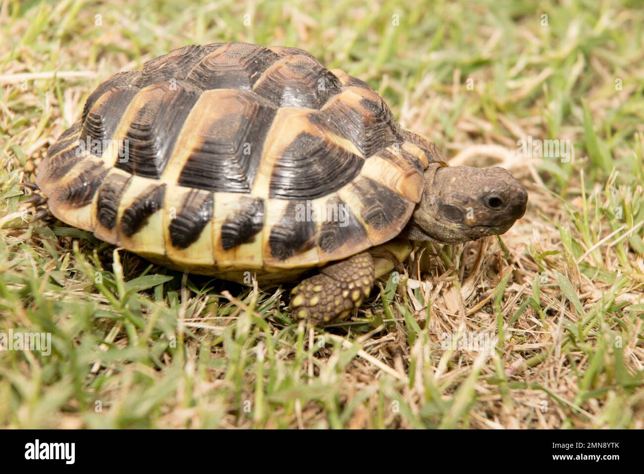 Typical tortoise hi-res stock photography and images - Alamy