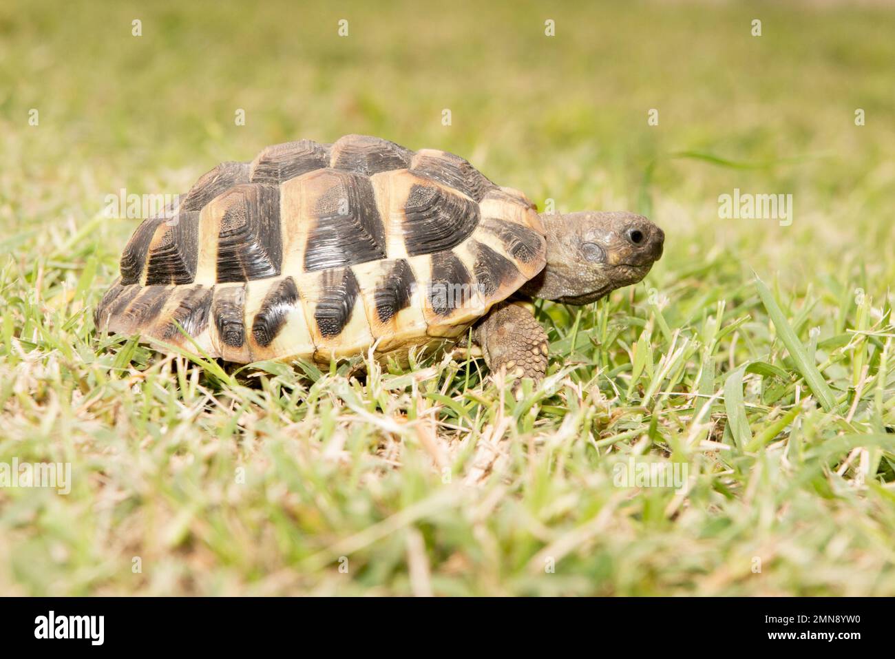 Turtle Testudo Marginata european landturtle closeup wildlife Stock ...