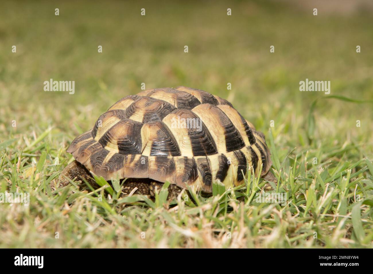Russian tortoise (Agrionemys horsfieldii), also known as the Central ...