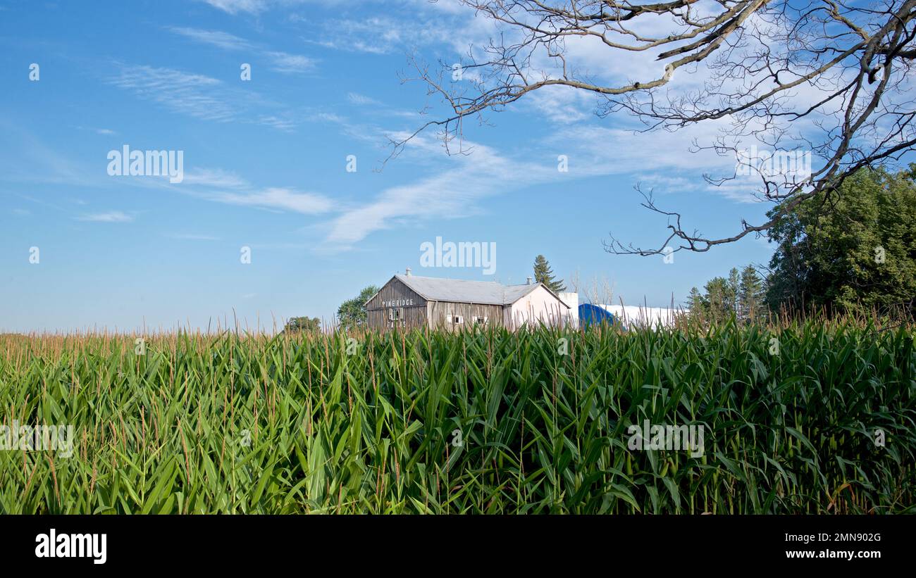 House in a corn farm hi-res stock photography and images - Alamy