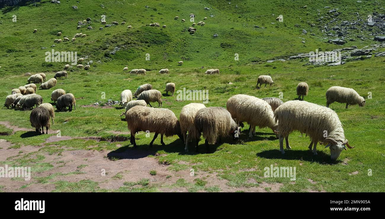 this is a domesticated form of wild mountain sheep Stock Photo - Alamy