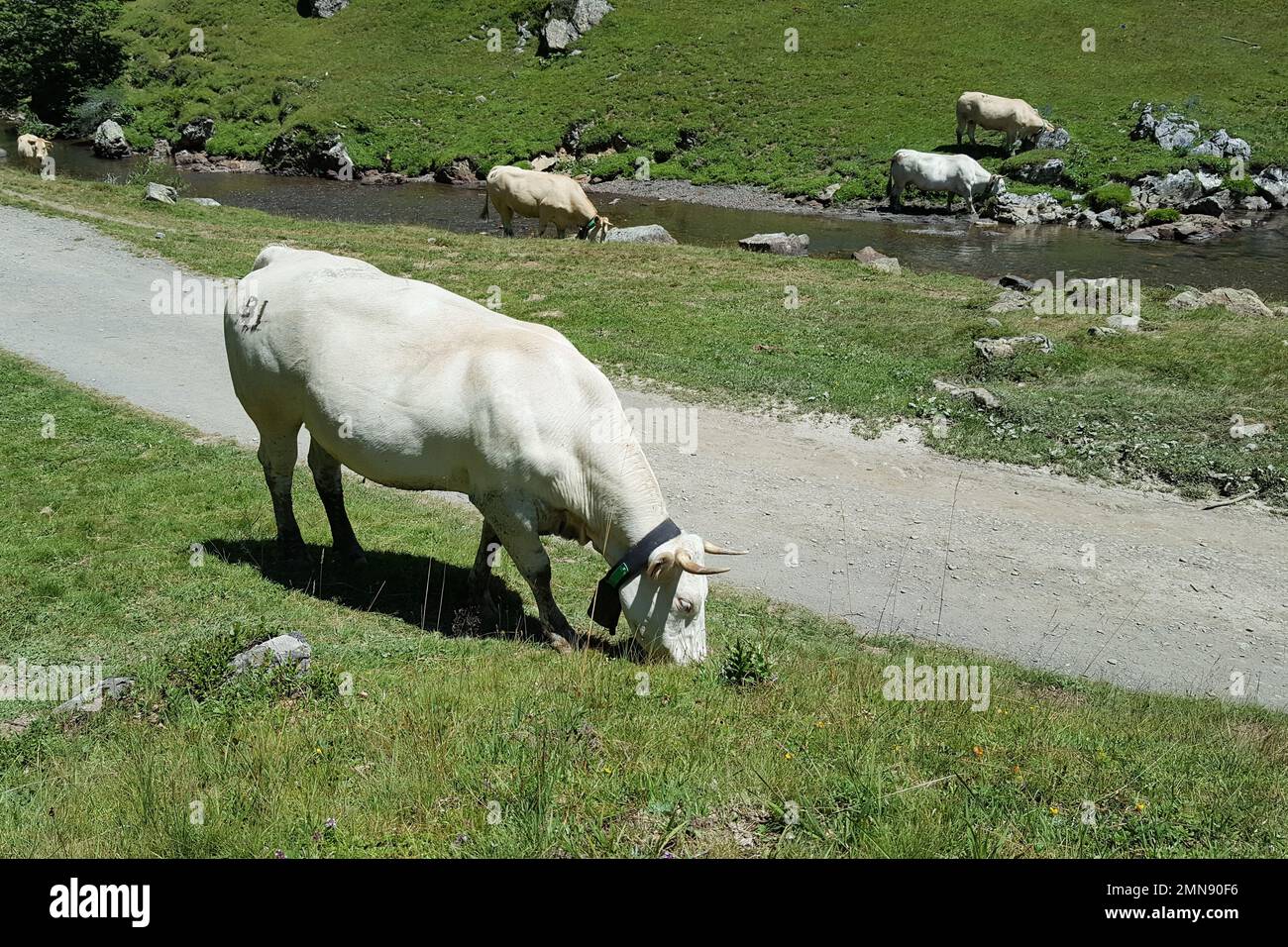 Cows grazing on an alpine pasture in high mountains, ringing with their ...
